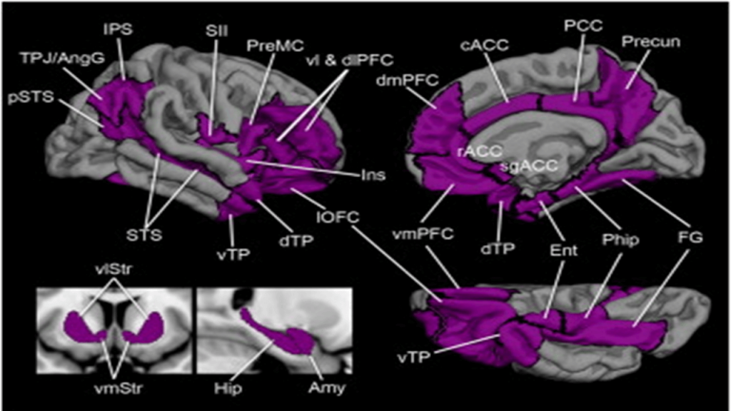 The Social Brain - EnableNet.Info
