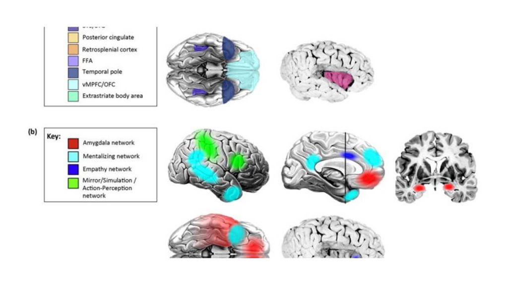 The Social Brain - EnableNet.Info